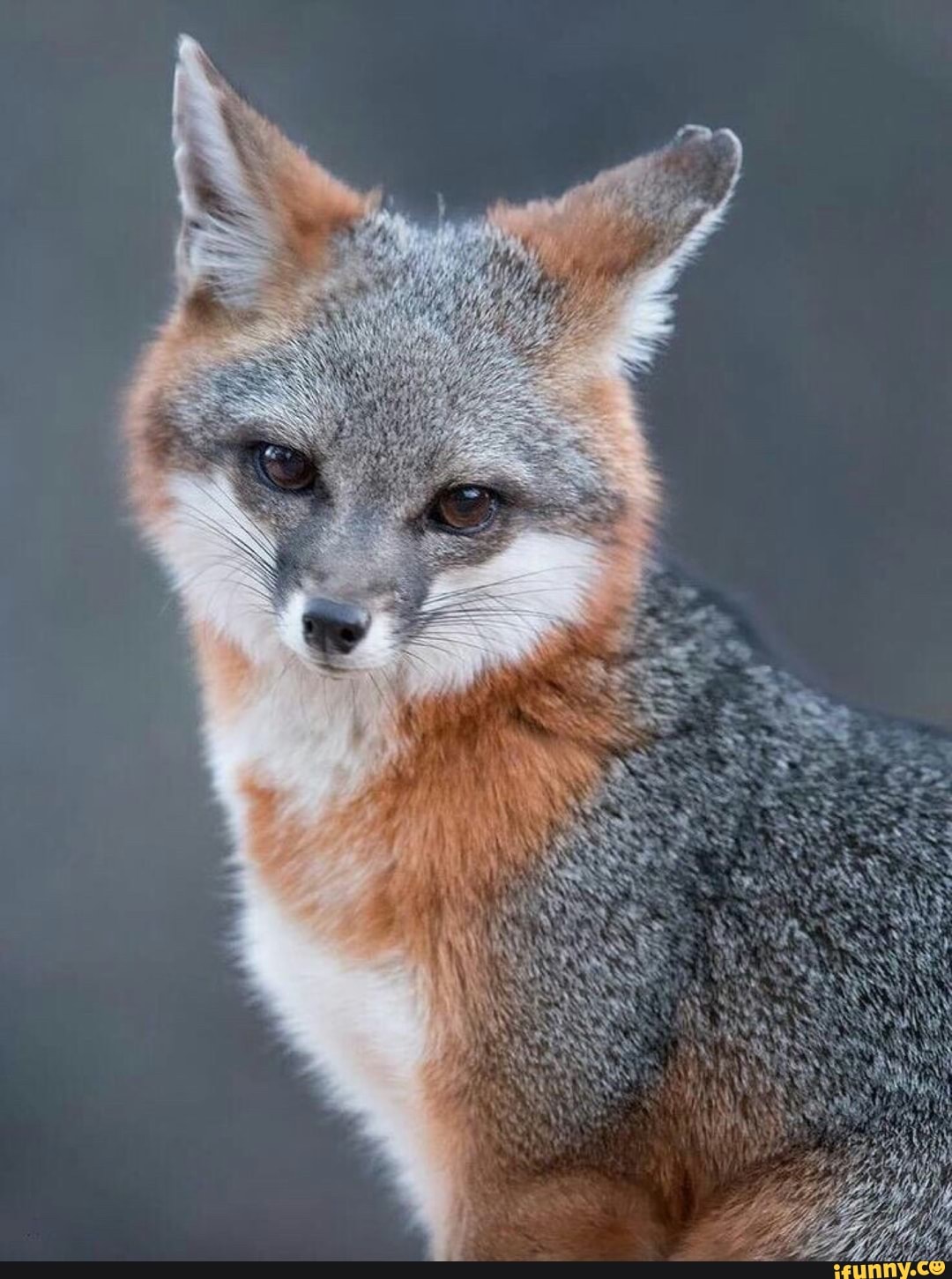 500px memes. Best Collection of funny 500px pictures on iFunny