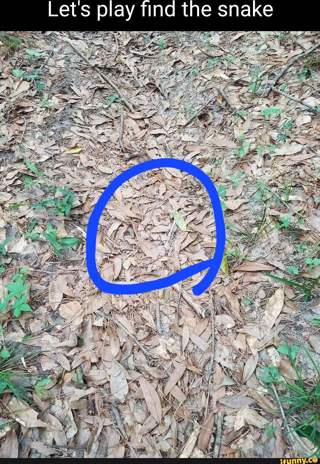 Let's play find the snake - iFunny