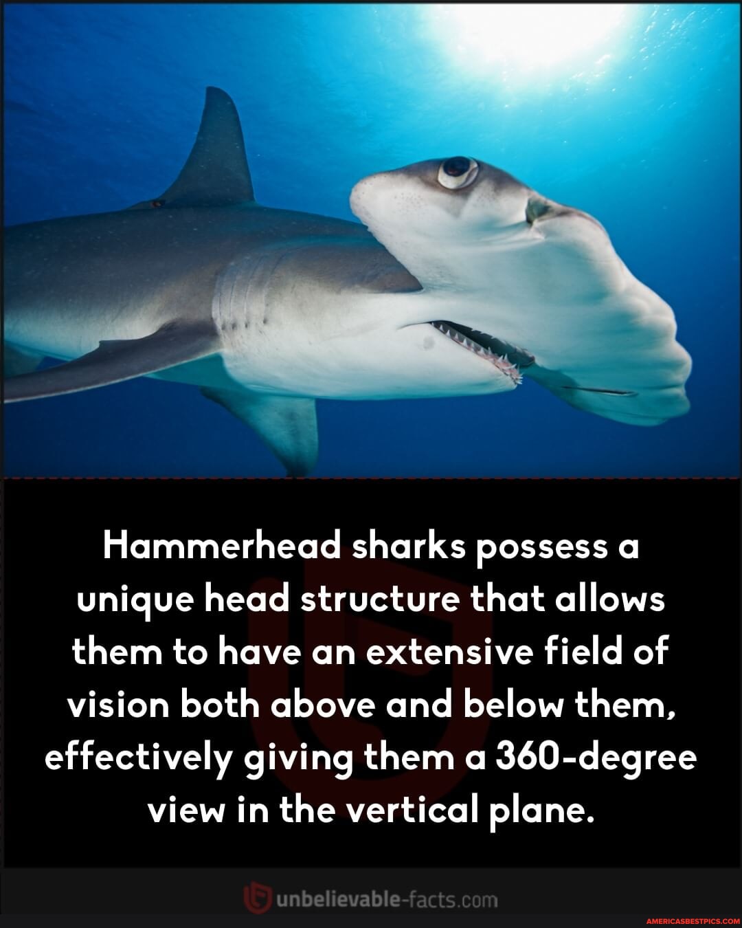 N/A - Hammerhead sharks possess a unique head structure that allows ...