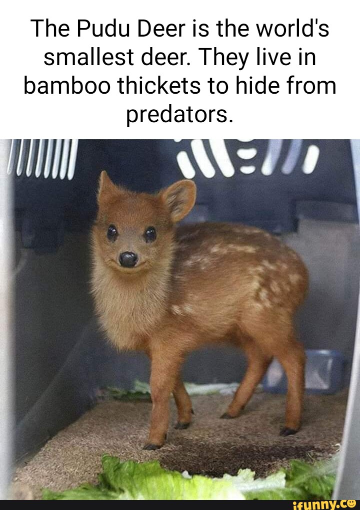 The Pudu Deer is the world's smallest deer. They live in bamboo ...