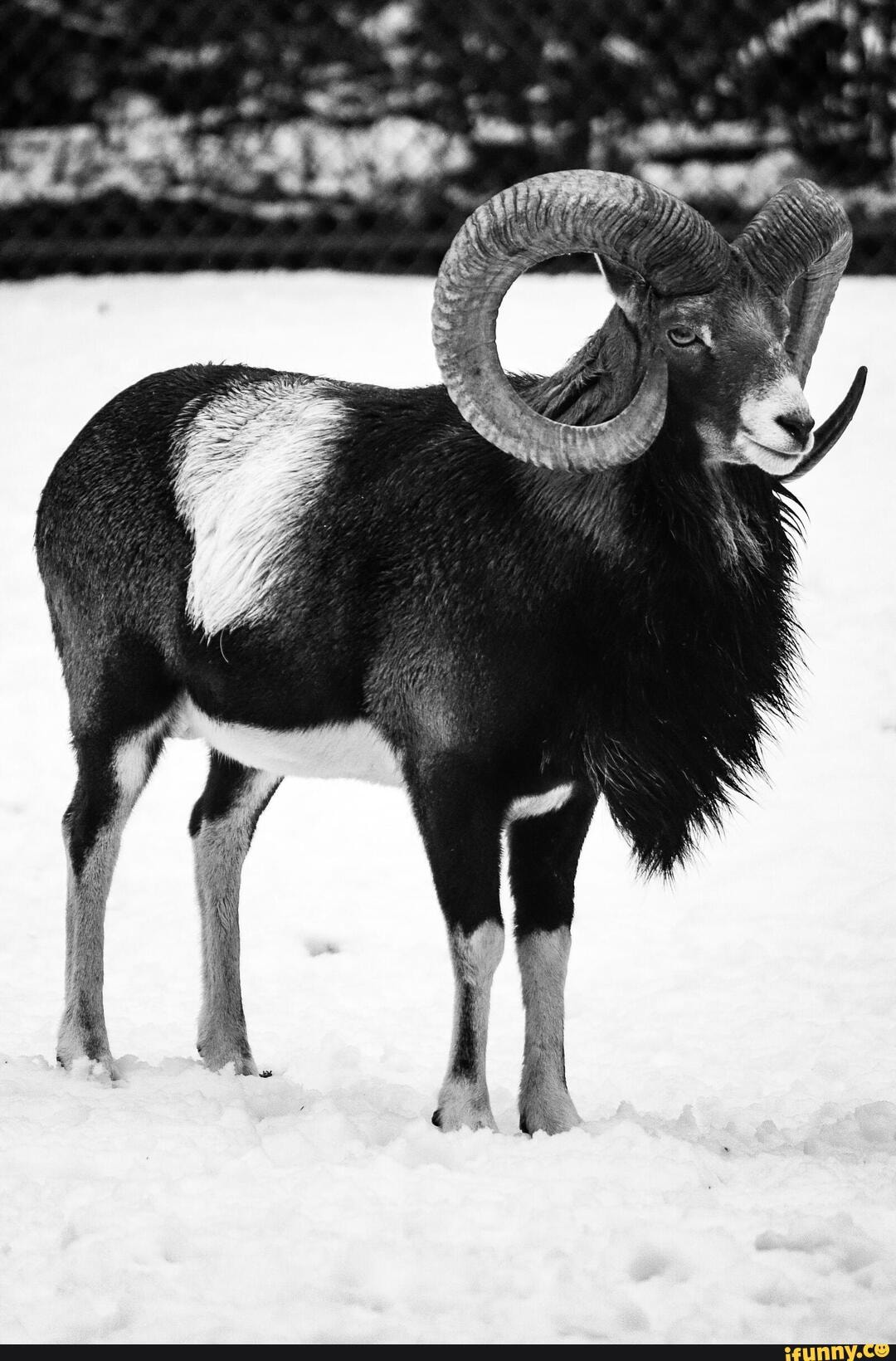 Cuernos memes. Best Collection of funny Cuernos pictures on iFunny