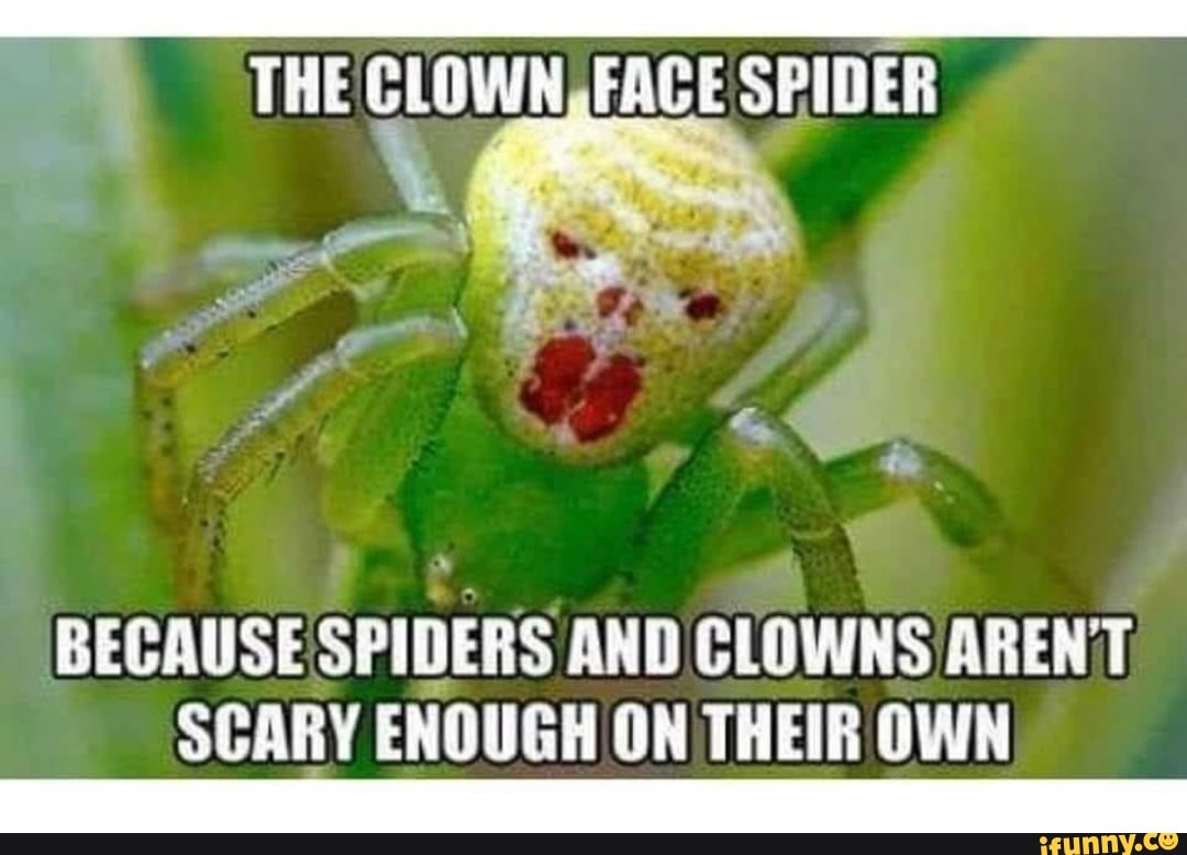 THE CLOWN FACE SPIDER BECAUSE SPIDERS AND CLOWNS ARENT SCARY ENOUGH ON ...