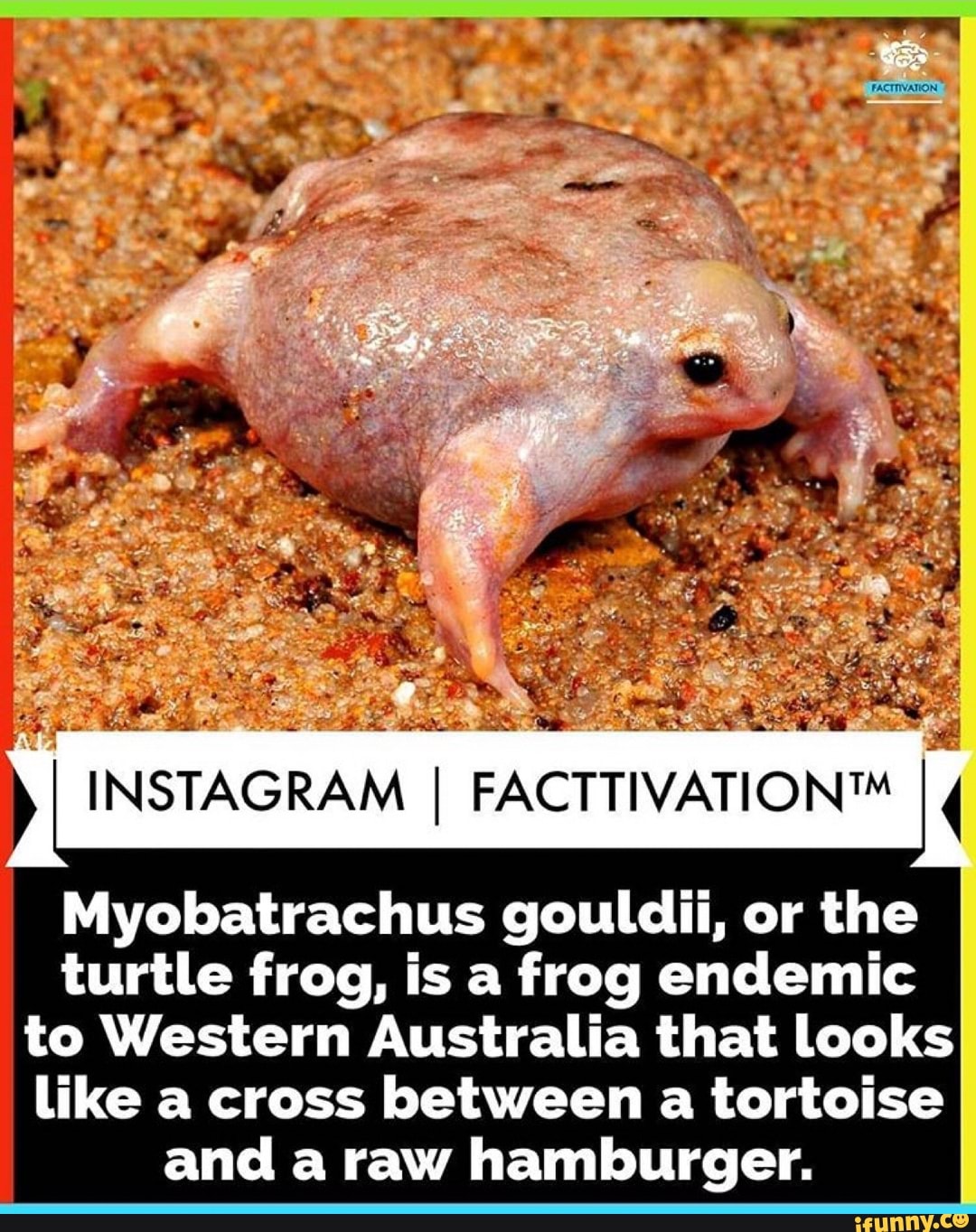 INSTAGRAM "E FACTTIVATION™ I Myobatrachus gouldii, or the turtle frog ...