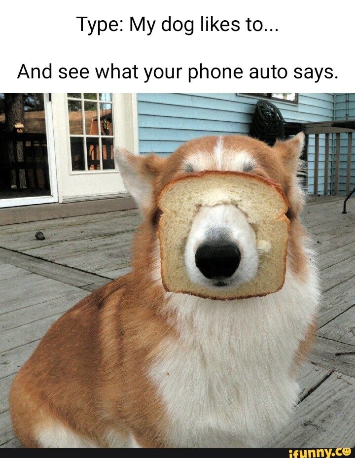 Why Does My Dog Love Bread