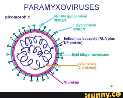 Lipid memes. Best Collection of funny Lipid pictures on iFunny