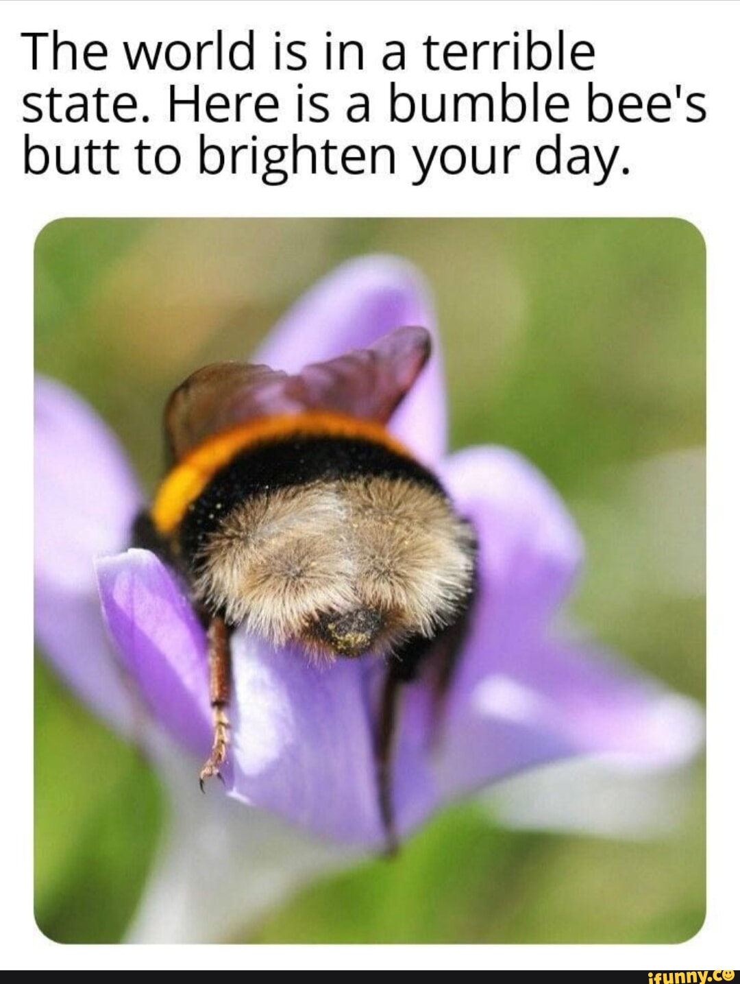 The world is in a terrible State. Here is a bumble bee's butt to ...