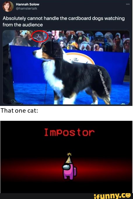 Impostocat memes. Best Collection of funny Impostocat pictures on iFunny
