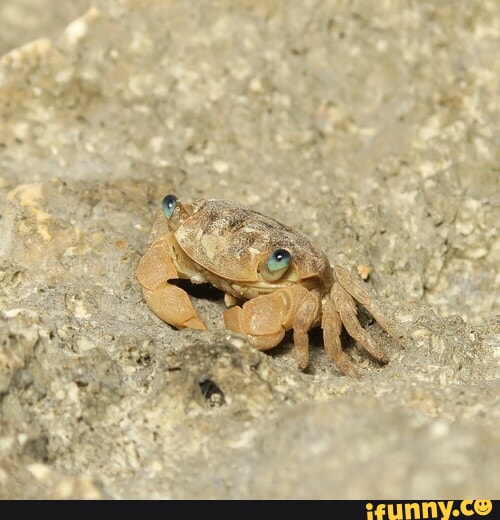 Smol memes. Best Collection of funny Smol pictures on iFunny