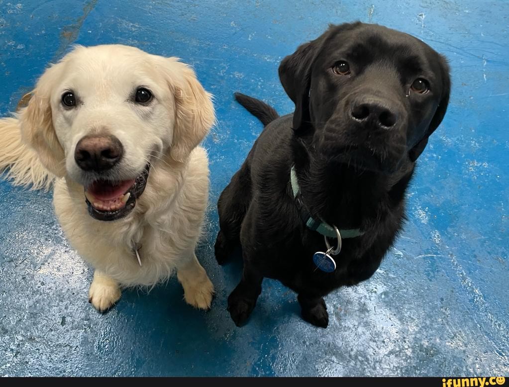 Boop_the_snoots memes. Best Collection of funny Boop_the_snoots ...