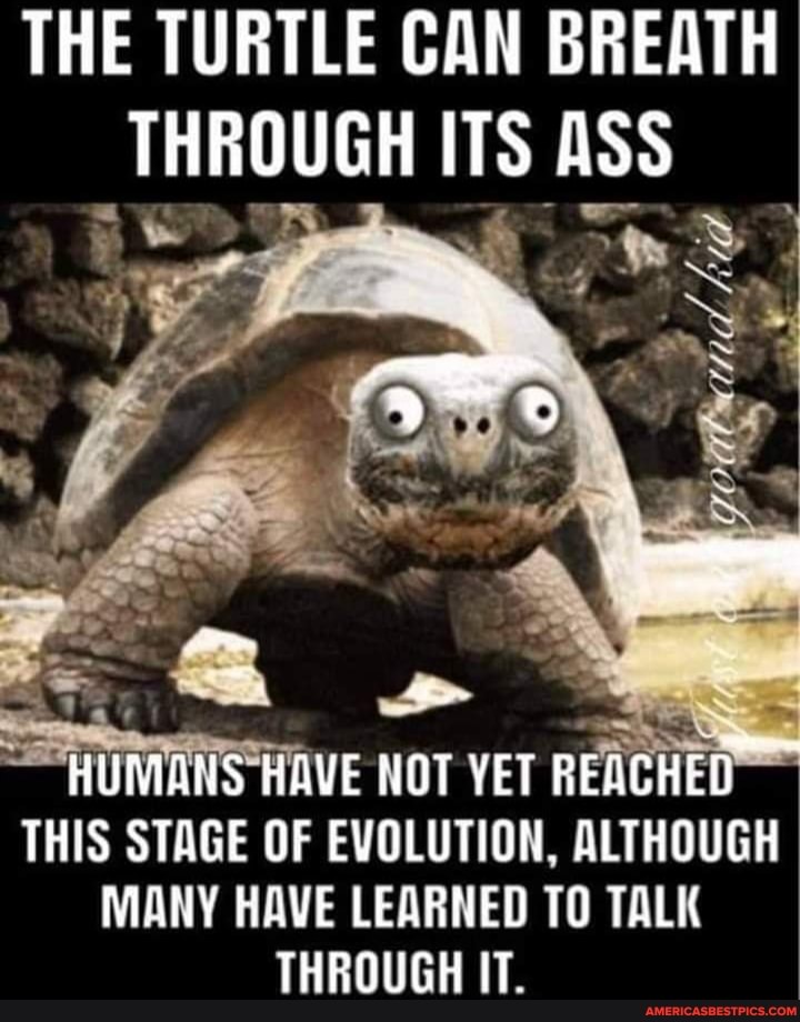 THE TURTLE CAN BREATH THROUGH ITS ASS HUMANS HAVE NOT YET REACHED THIS ...