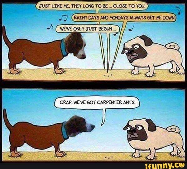Carpenter memes. Best Collection of funny Carpenter pictures on iFunny