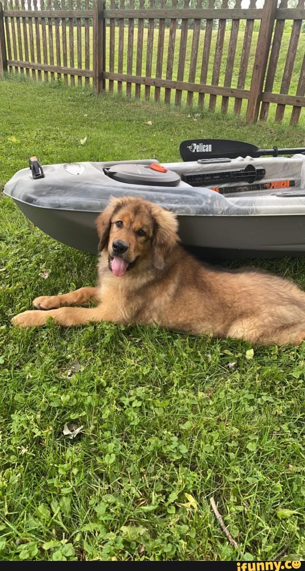 Kayaks memes. Best Collection of funny Kayaks pictures on iFunny