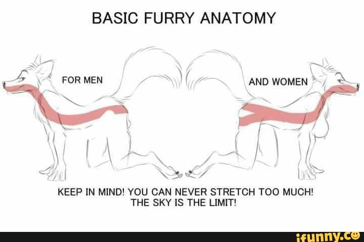 BASIC FURRY ANATOMY FOR MEN FY iN KEEP IN MIND! YOU CAN NEVER STRETCH ...