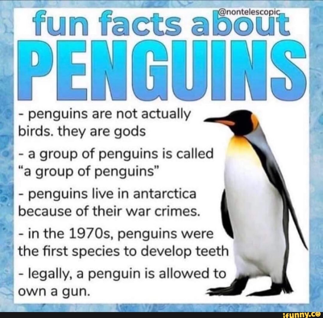 MS Penguins Are Not Actually Birds They Are Gods A Group Of Penguins 