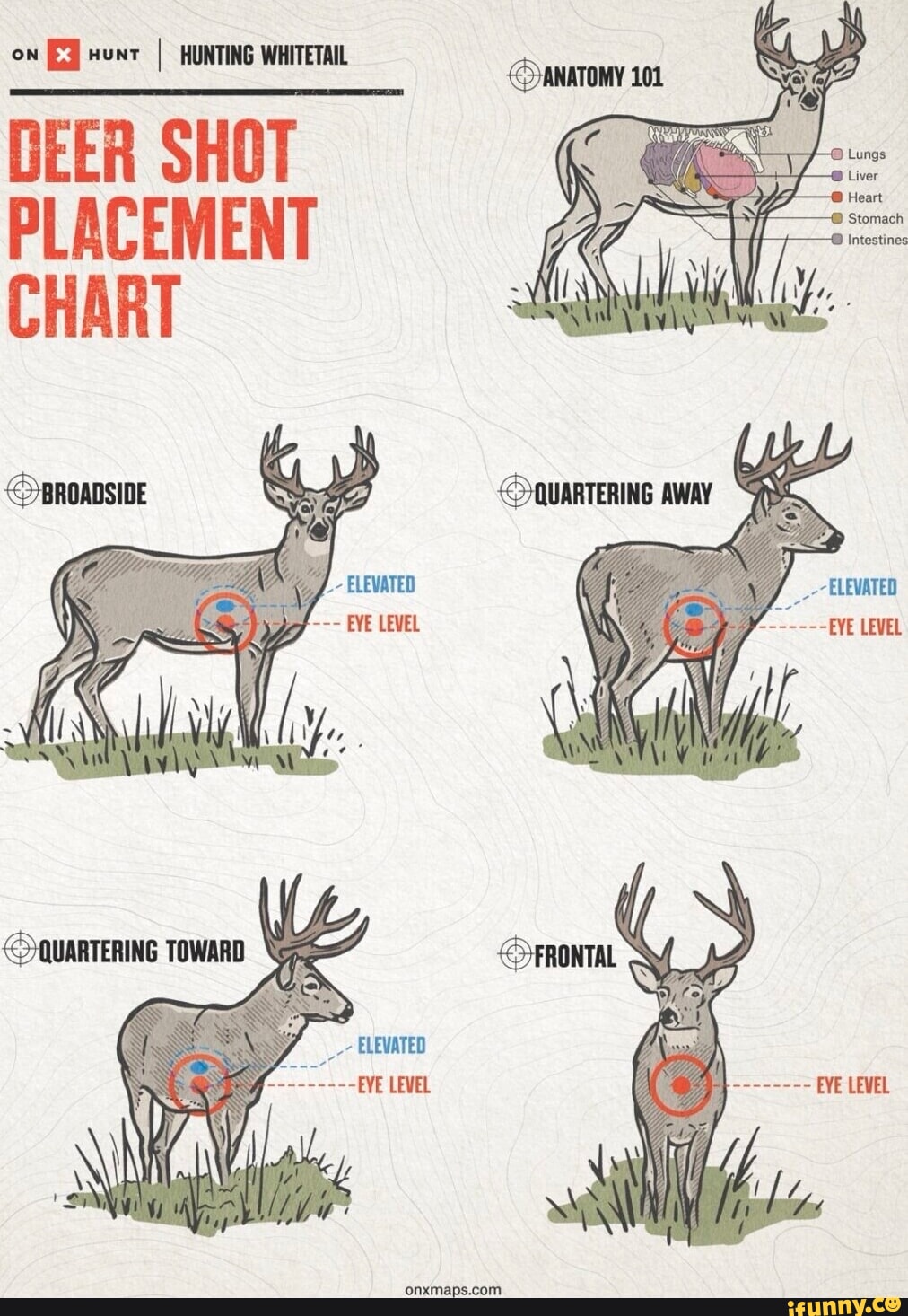 ON I HUNT I HUNTING WHITETAIL DEER SHOT PLACEMENT CHART BROADSIDE ...