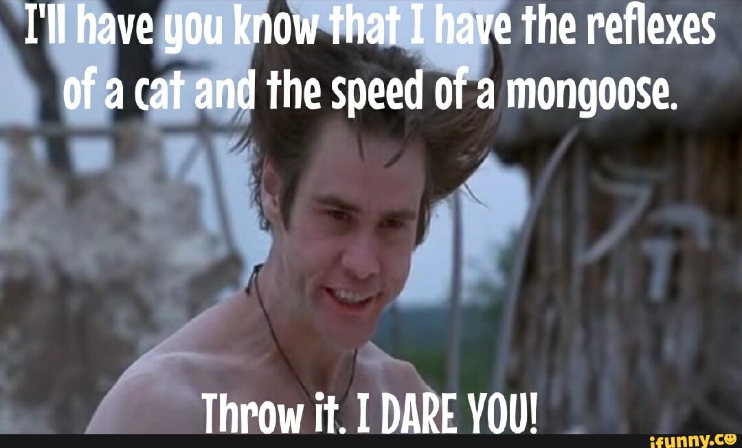 Mongoose memes. Best Collection of funny Mongoose pictures on iFunny