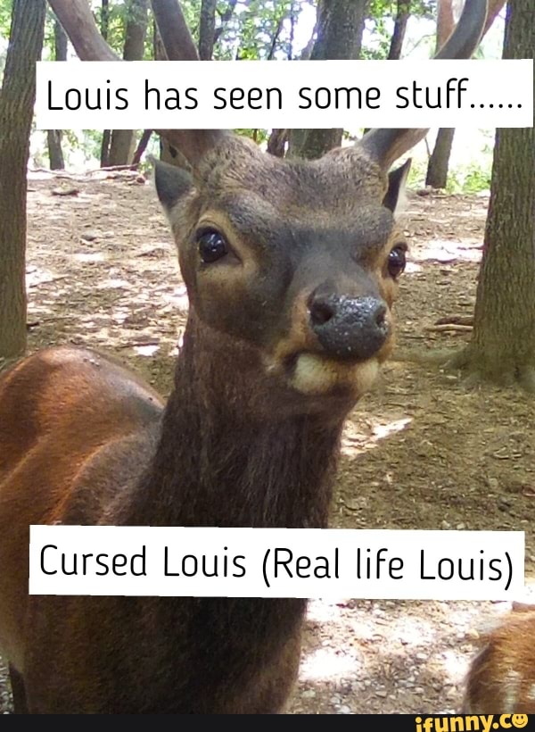 Loui is seen some Cursed Louis (Real life Louis) - iFunny