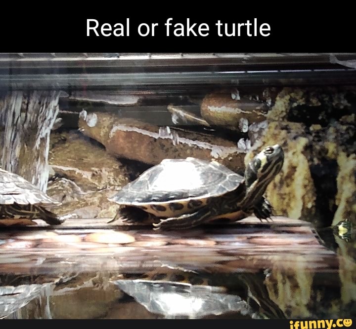 Real or fake turtle - iFunny