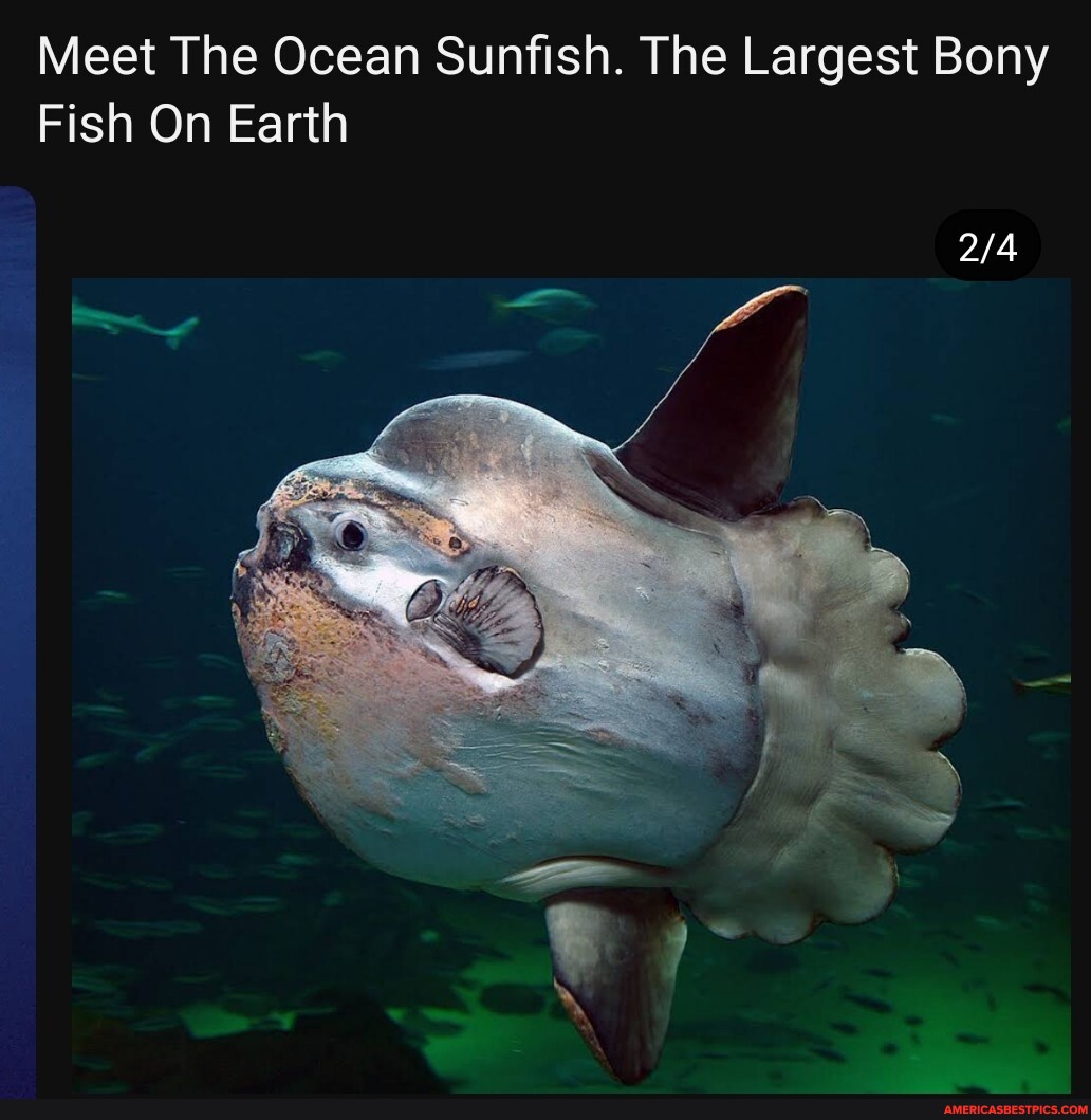 Meet The Ocean Sunfish. The Largest Bony Fish On Earth - America’s best ...