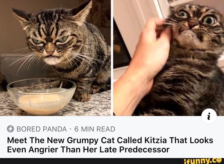 Bored Grumpy Cat