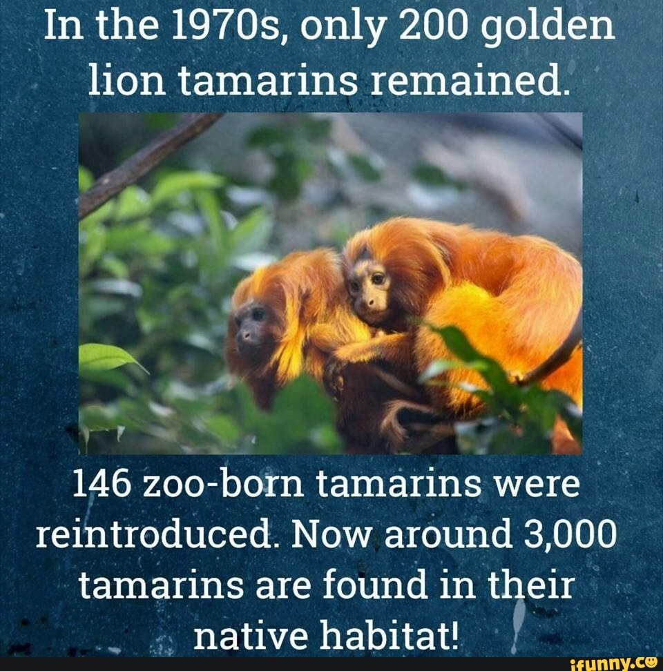 Tamarins memes. Best Collection of funny Tamarins pictures on iFunny