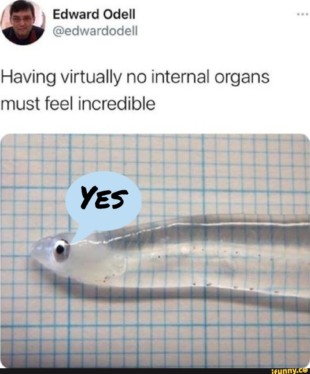 Having virtually no internal organs must feel incredible - iFunny