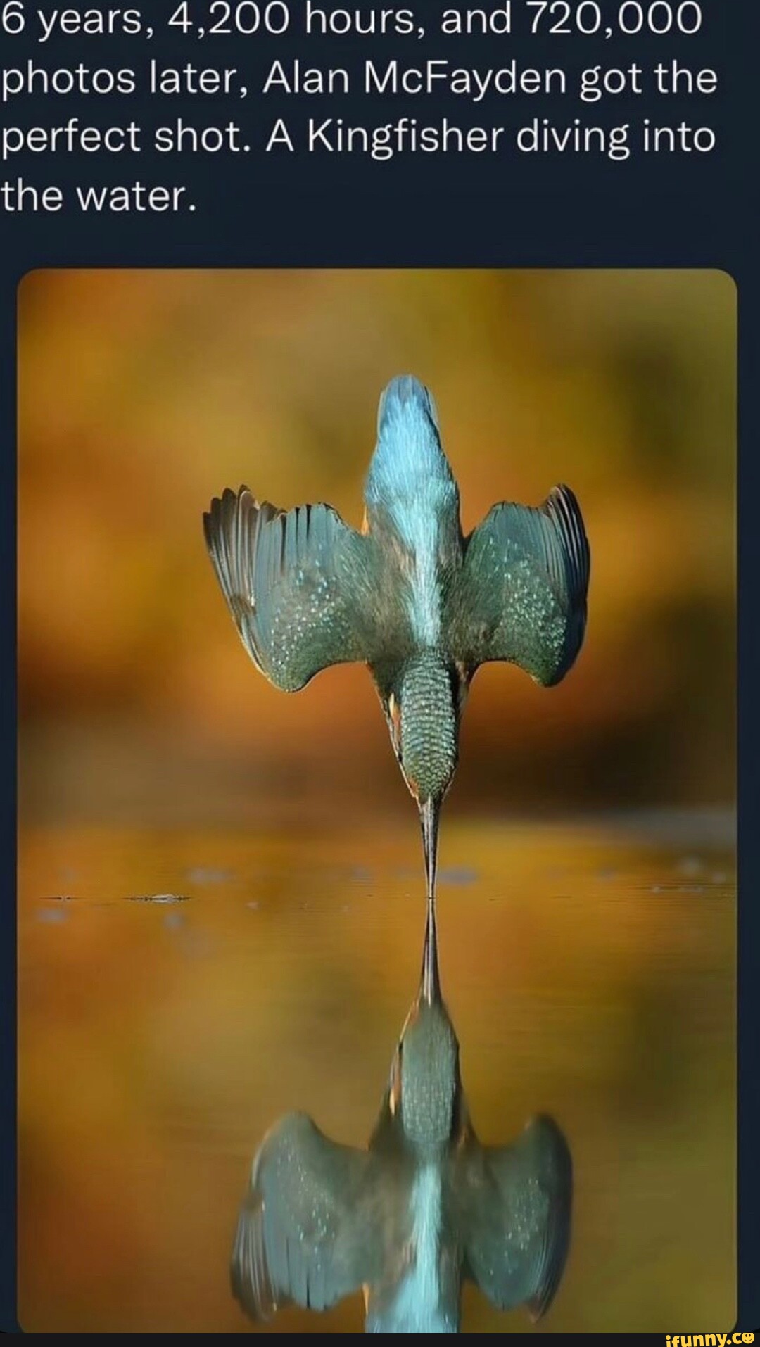 Kingfisher memes. Best Collection of funny Kingfisher pictures on iFunny