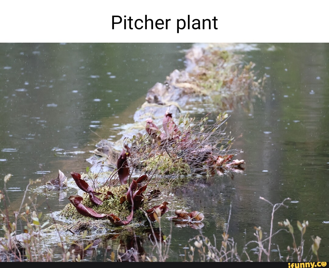 Pitcher memes. Best Collection of funny Pitcher pictures on iFunny
