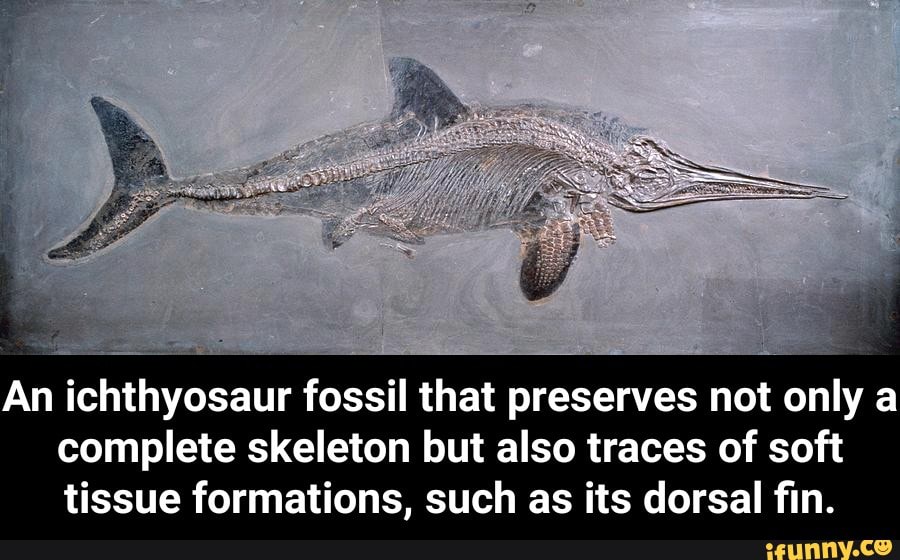 An ichthyosaur fossil that preserves not only a complete skeleton but ...