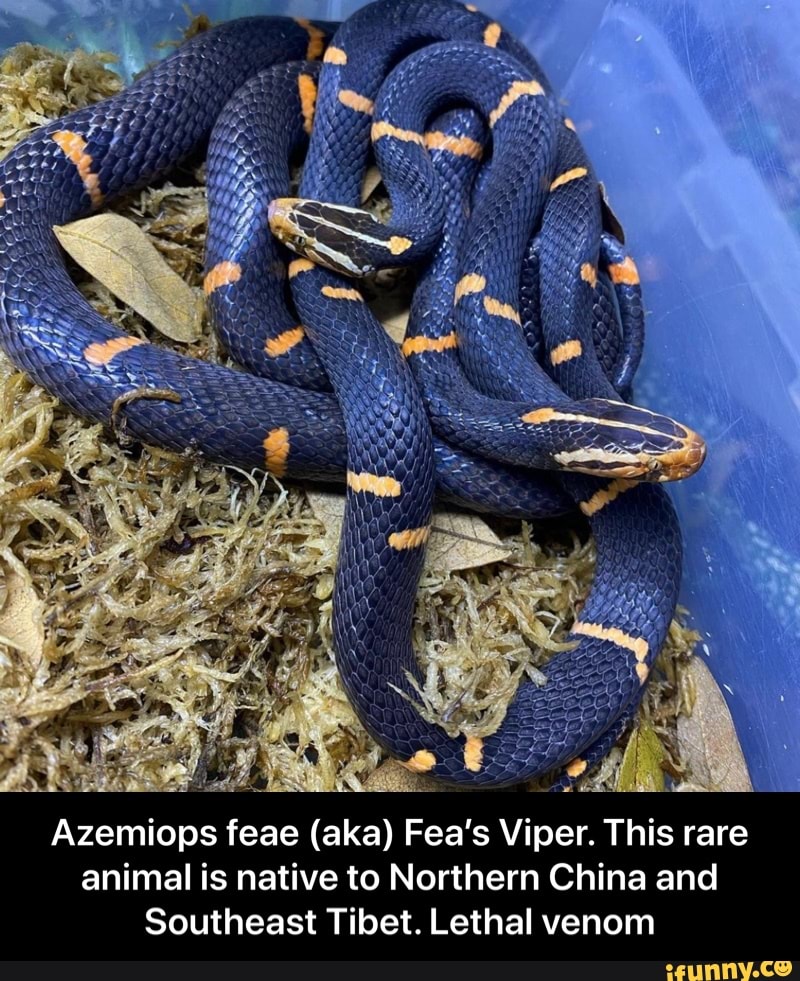 Azemiops feae (aka) Fea's Viper. This rare animal is native to Northern ...