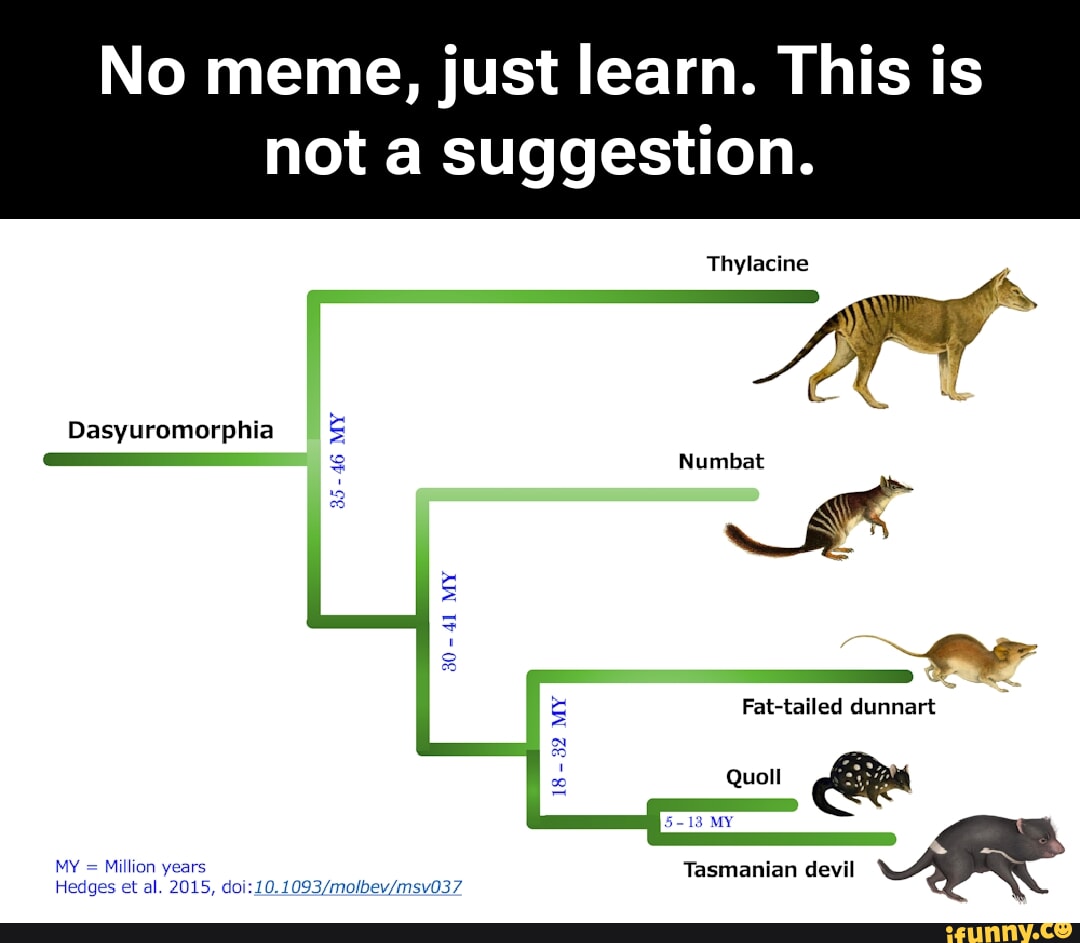 No meme, just learn. This is not a suggestion. Thylacine Dasyuromorphia ...