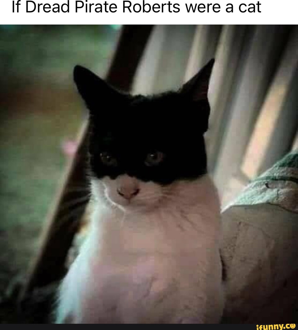 If Dread Pirate Roberts were a cat - iFunny