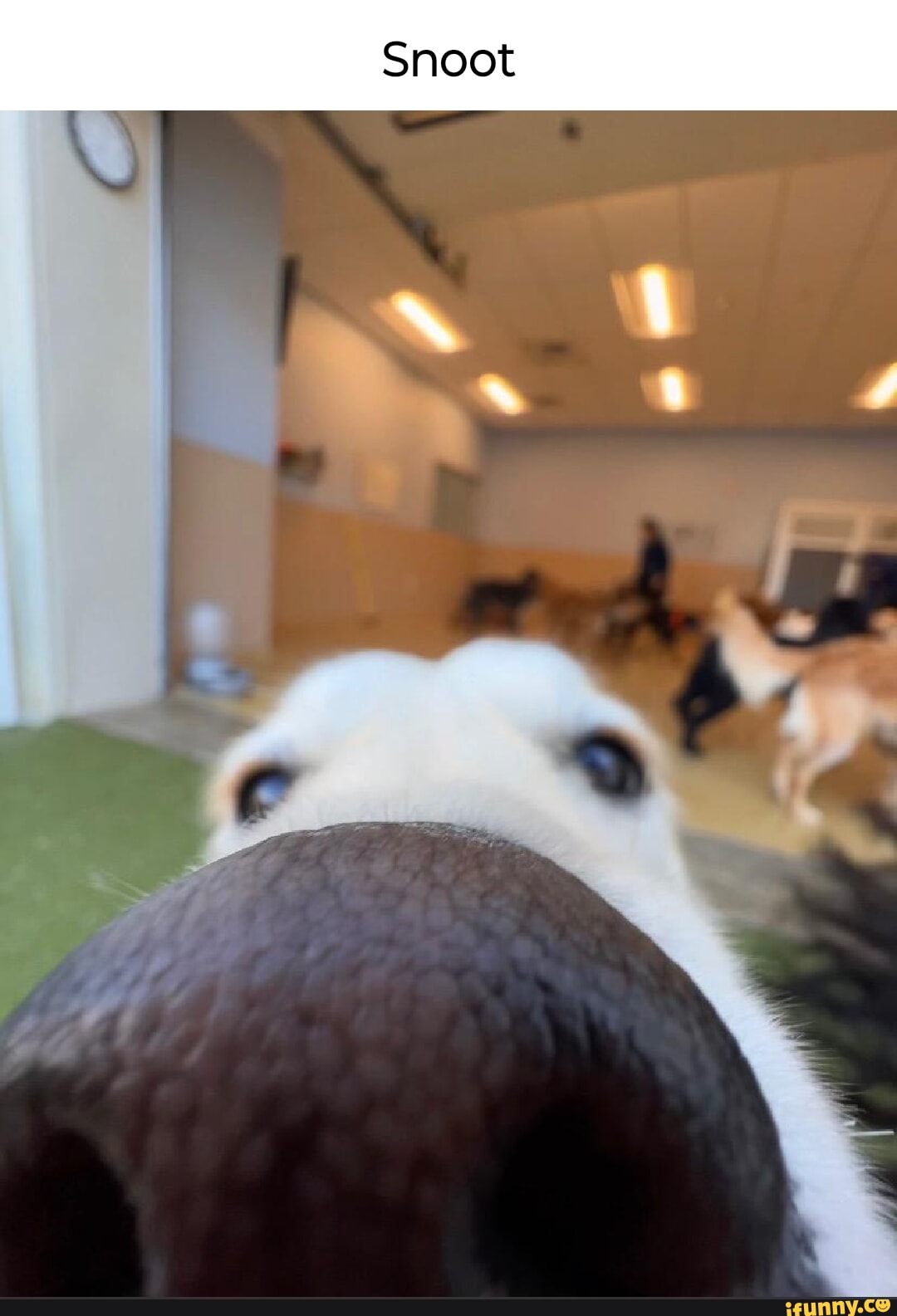 Woof memes. Best Collection of funny Woof pictures on iFunny