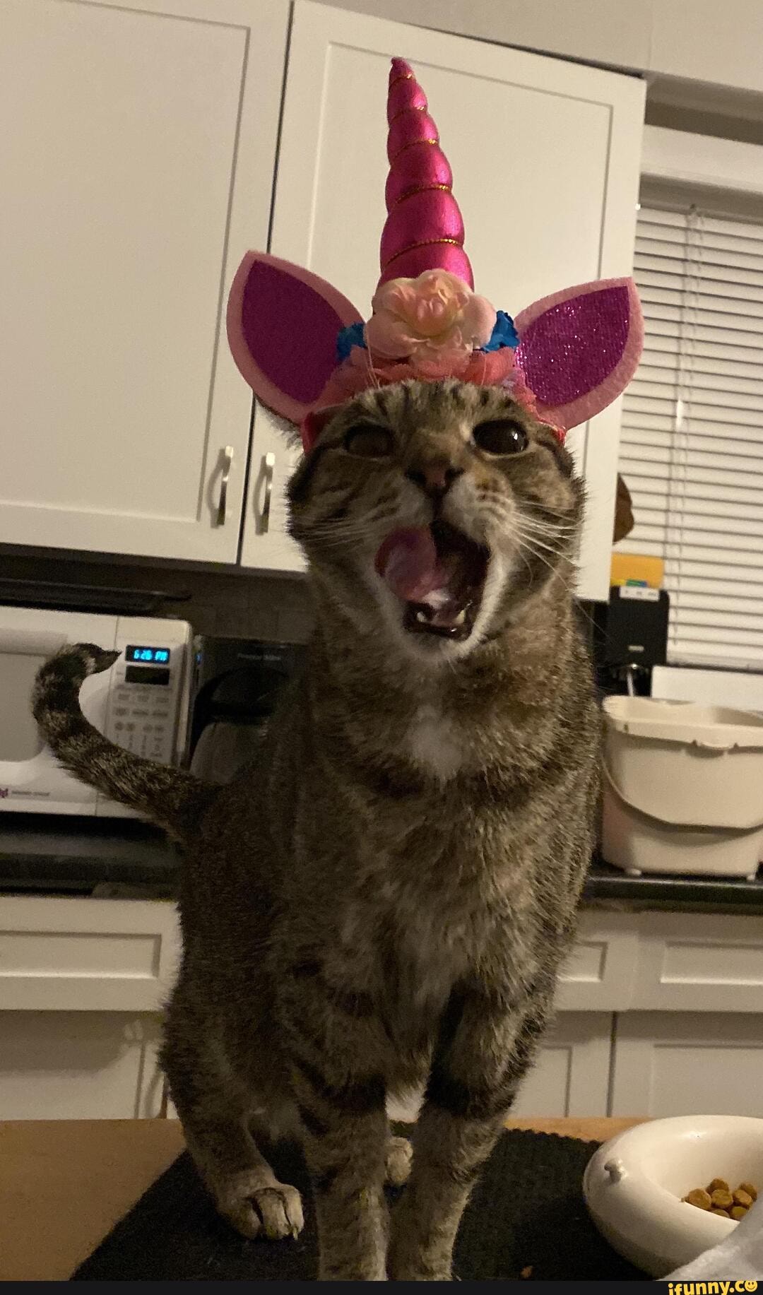 Unicat memes. Best Collection of funny Unicat pictures on iFunny