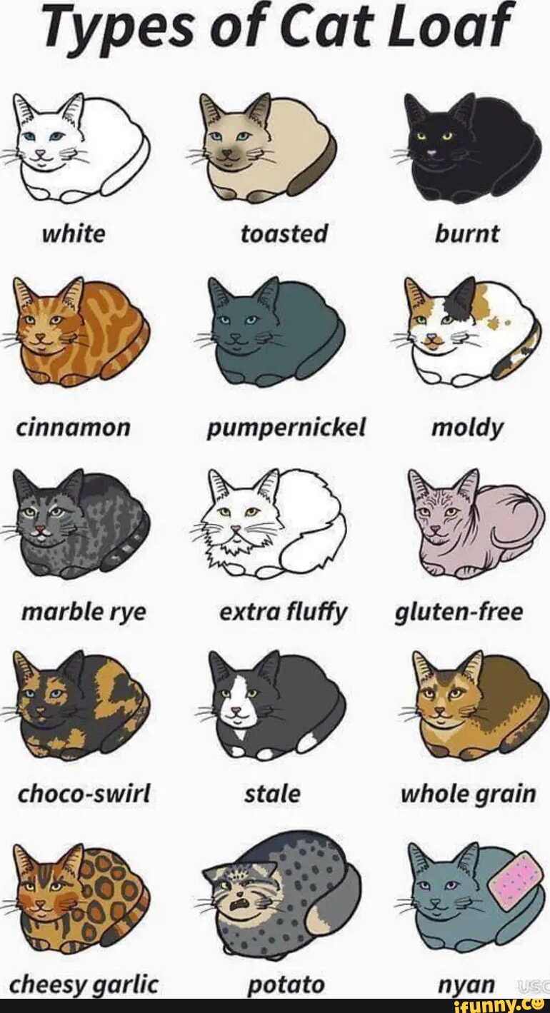 Pumpernickel memes. Best Collection of funny Pumpernickel pictures on ...