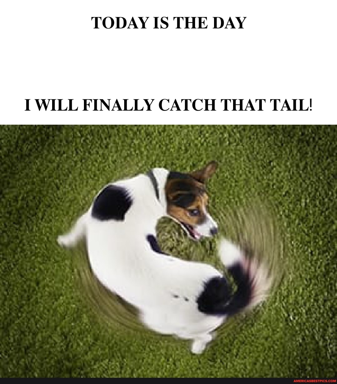 TODAY IS THE DAY I WILL FINALLY CATCH THAT TAIL! - America’s best pics ...