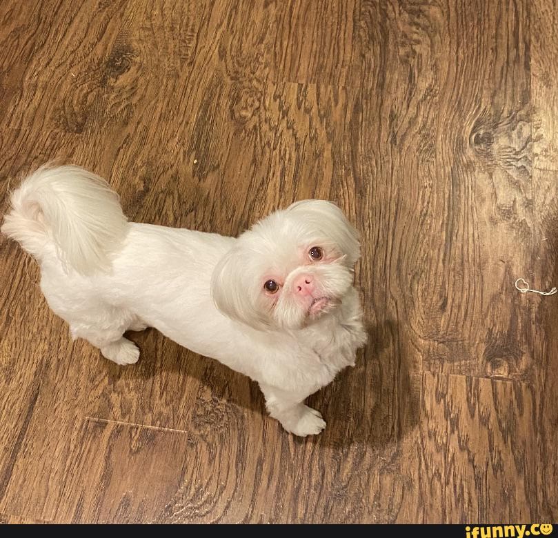 Falcore memes. Best Collection of funny Falcore pictures on iFunny