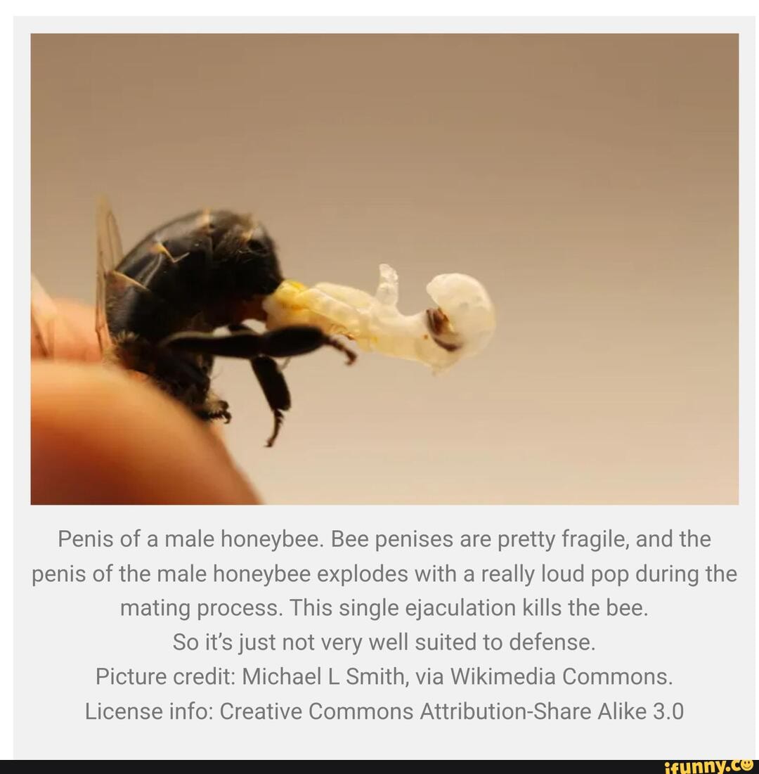 Penis of a male honeybee. Bee penises are pretty fragile, and the penis ...