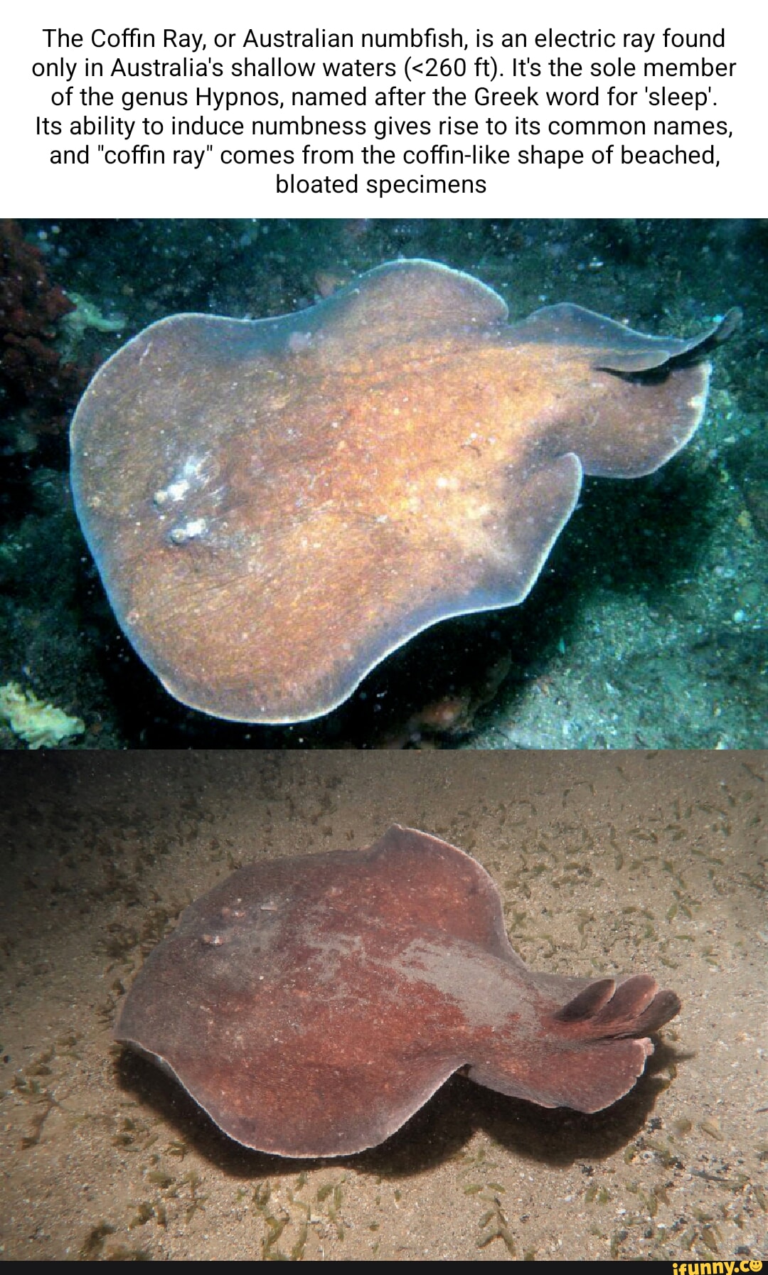 Us: "Il hope we get a stupid cat" The cat we got: - iFunny