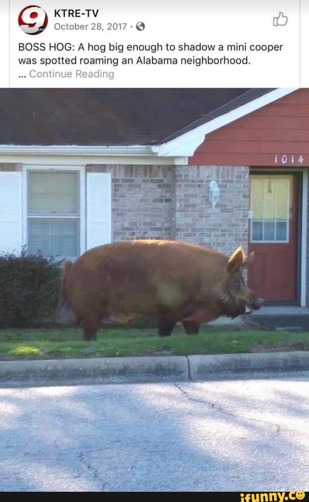 KTRE-TV October 28, 2017 BOSS HOG: A hog big enough to shadow a mini ...