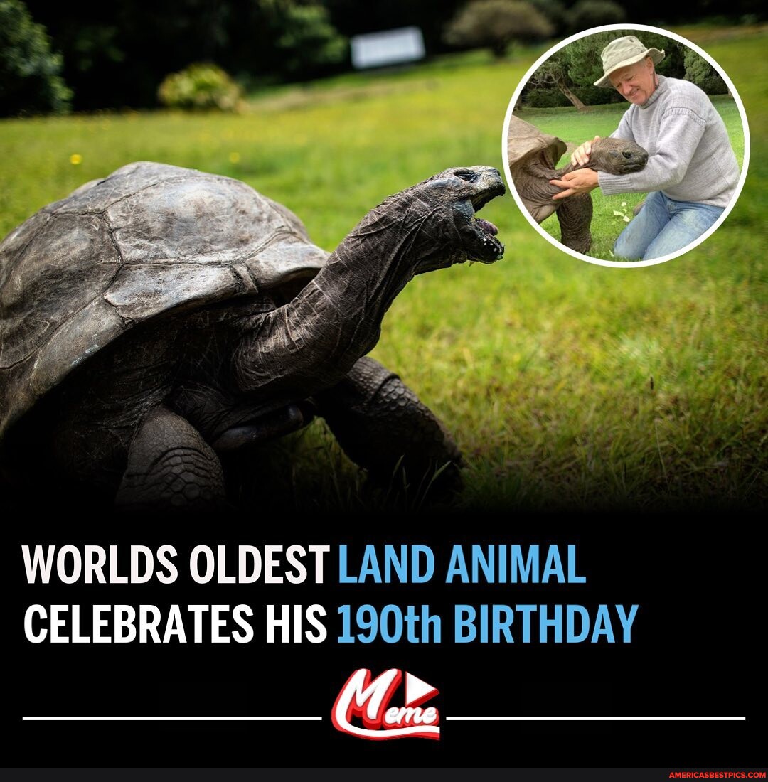 According to Guinness World Records, Jonathan the tortoise is the ...