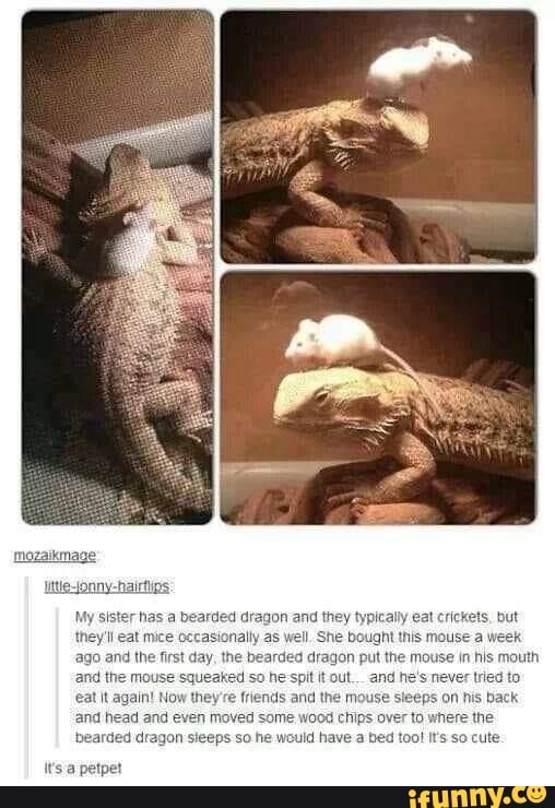 Petpet memes. Best Collection of funny Petpet pictures on iFunny