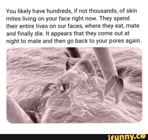 Mites memes. Best Collection of funny Mites pictures on iFunny