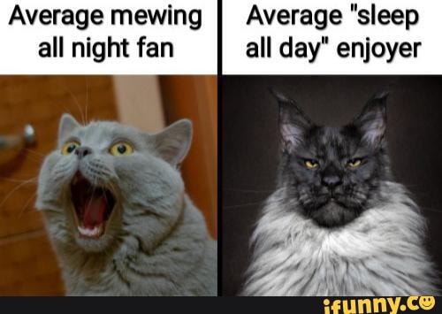 Average mewing I Average "sleep all night fan all day* enjoyer - iFunny