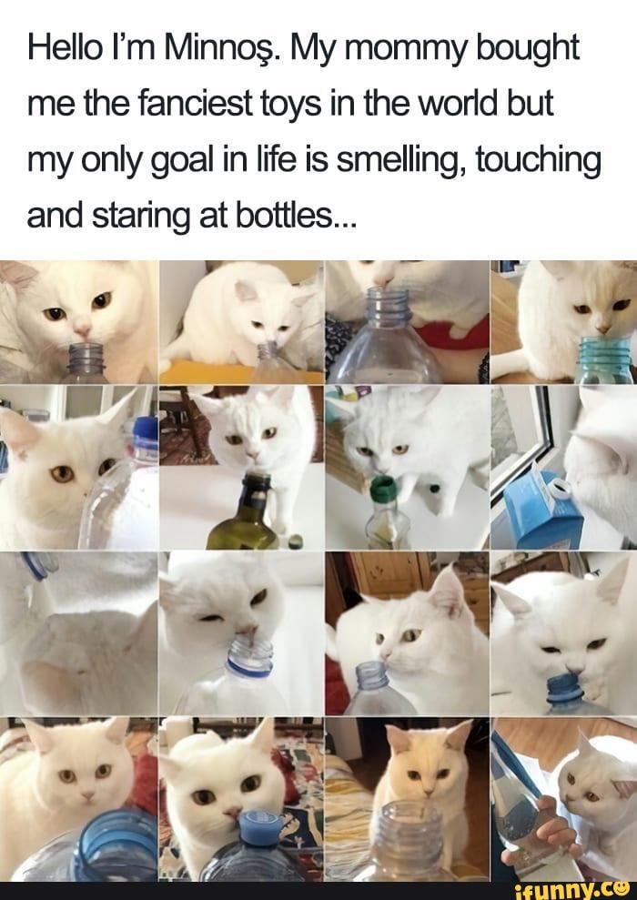 Cats and cat memes for your sunday - Hello I'm Minnos. My mommy bought ...