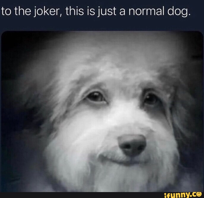 To the joker, this is just a normal dog. - iFunny
