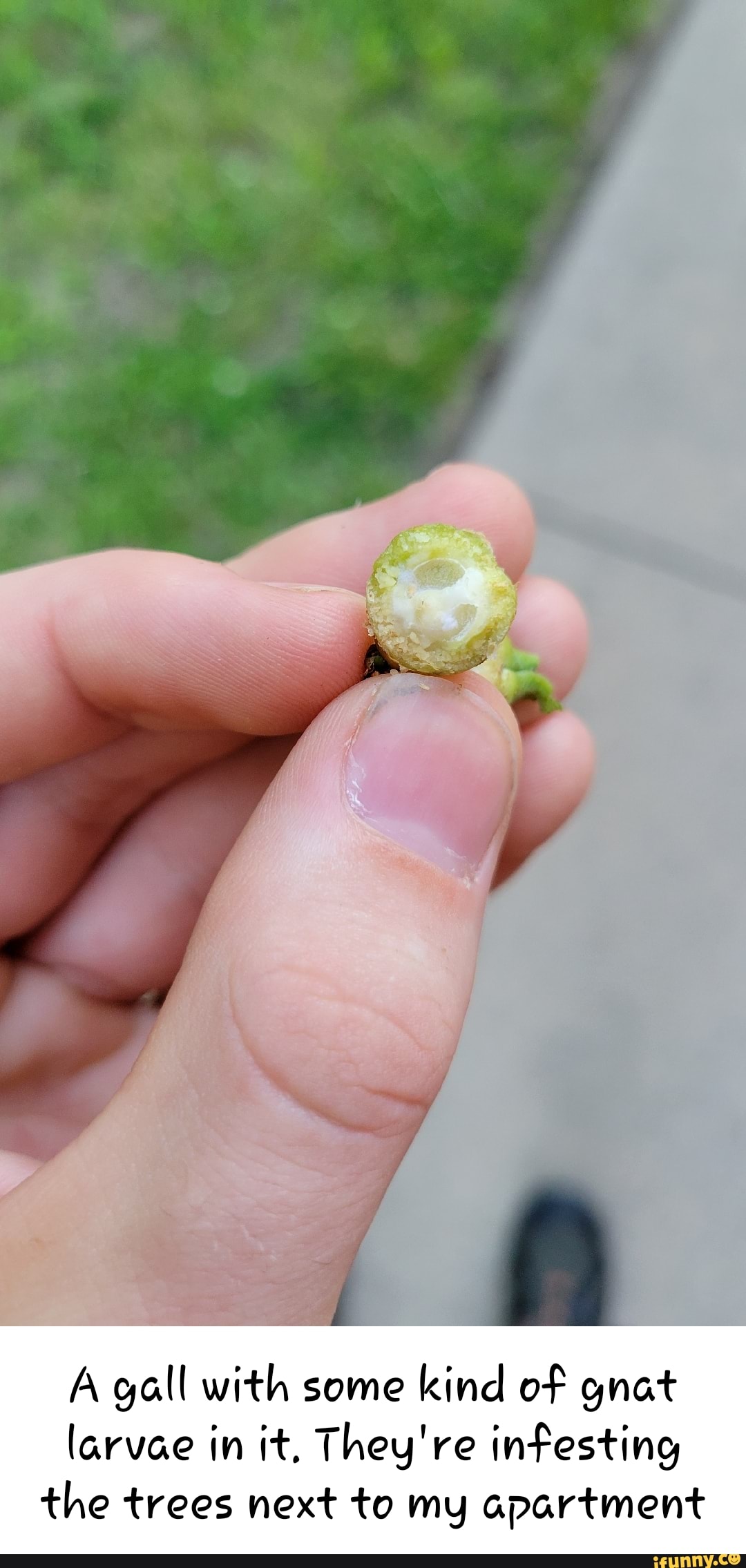 Gnat memes. Best Collection of funny Gnat pictures on iFunny