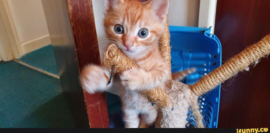 Ovary_explosion memes. Best Collection of funny Ovary_explosion ...