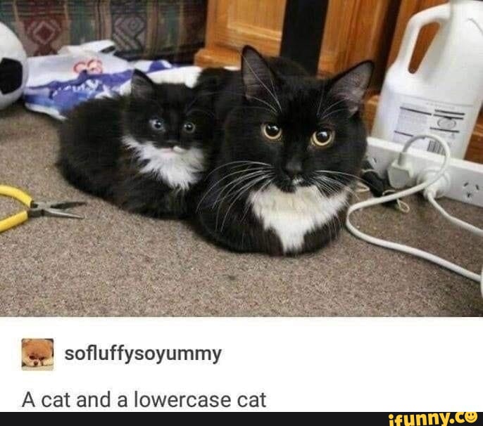 Lowercase memes. Best Collection of funny Lowercase pictures on iFunny