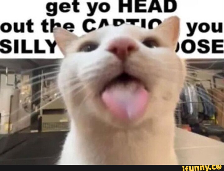 Tif memes. Best Collection of funny Tif pictures on iFunny